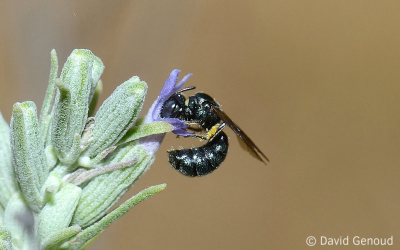 Agronomie et pollinisation entomophile | Pollinéco
