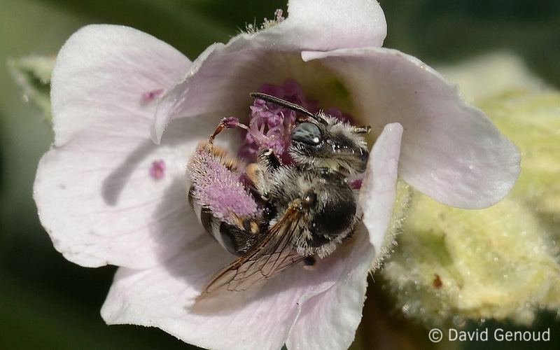 Traits floraux et stratégies de pollinisation | Pollinéco